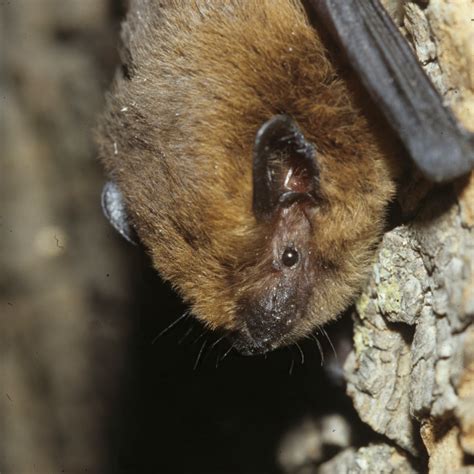 Bioacoustic Technology Biodiversity Monitoring Made Easy