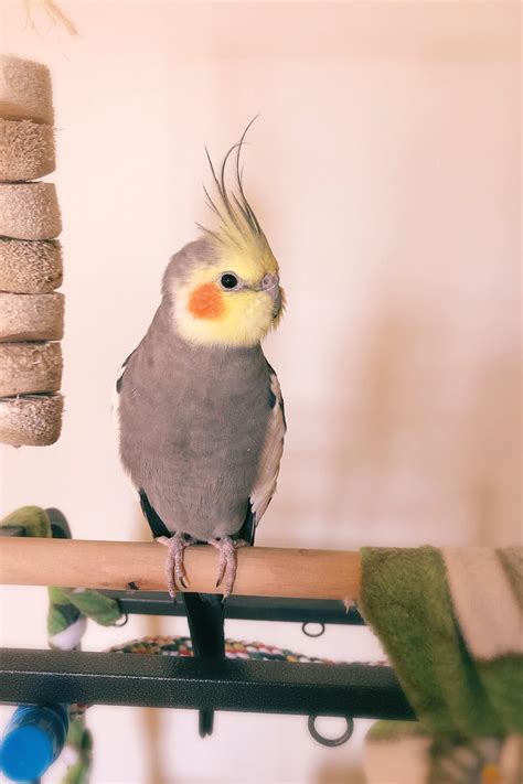 Cockatiel Bird Iphone Wallpapers Wallpaper Cave
