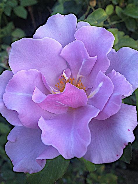 Faery Princess Photograph By Joseph Yarbrough Fine Art America