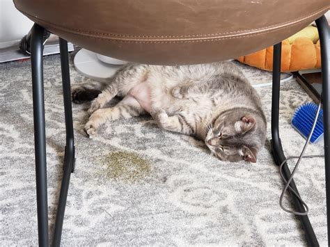 Pierre Passed Out Sniffing Catnip R Cats