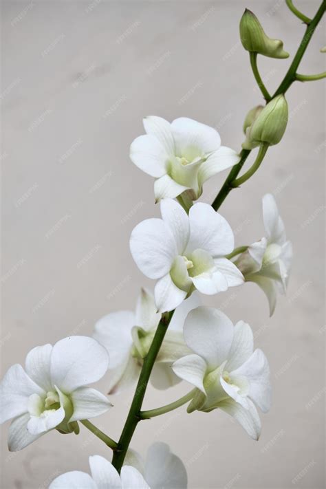 Premium Photo White Dendrobium Orchid Flowers Growing Fresh In A Pot