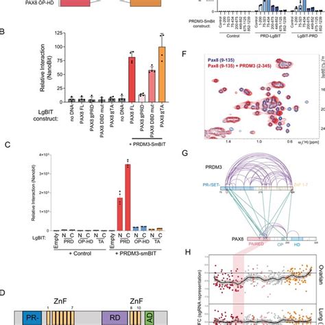 Mapping Of The Binary Interaction Between Pax8 And Prdm3 A Schematic