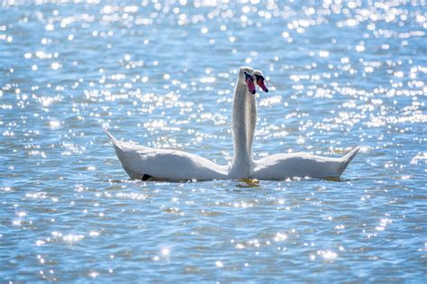 흰 백조 한 쌍의 짝짓기 게임 백조는 자연에서 물에서 수영 발렌타인 데이 배경 0명에 대한 스톡 사진 및 기타 이미지 0명 강 경관 Istock