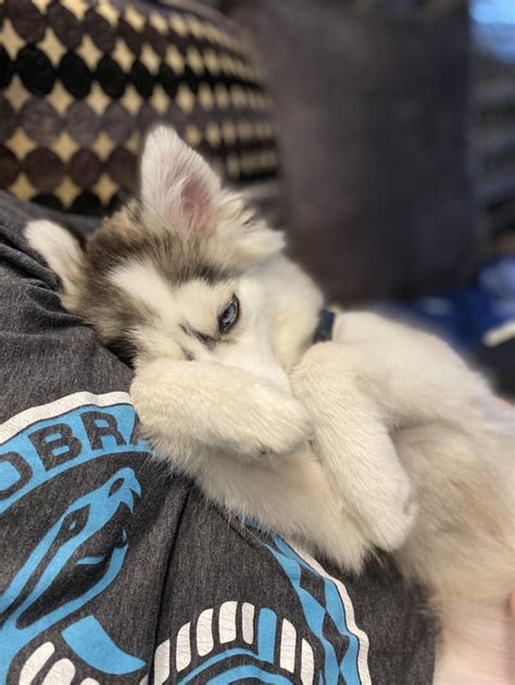 Why Does She Cover Her Face R Pomsky