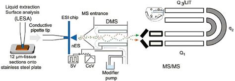 Detection Platforms For Lesa Dms Ms Ms Analyses Download Scientific Diagram