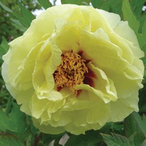 ITOH Peony Yellow Crown Garden Express