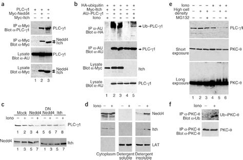 E3 Ubiquitin Ligases Of The Hect Type Induce Ubiquitination And