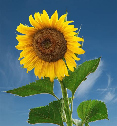 Sunflower Flower Leaves Free Photo On Pixabay Pixabay