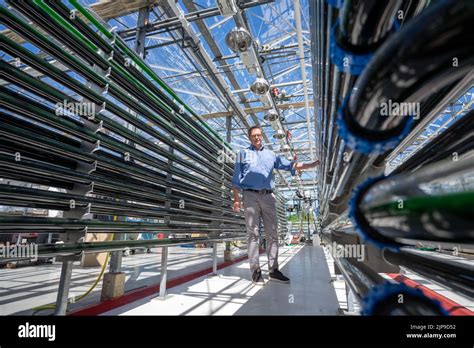 The Biomass Of Algae Can Be Converted Into Biofuel Or As A Replacement For Palm Oil In Addition