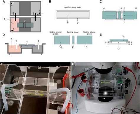 Systemic Cellular Migration The Forces Driving The Directed Locomotion Movement Of Cells