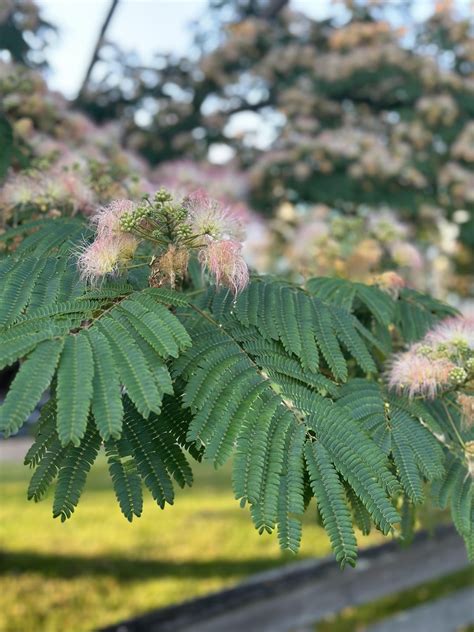 Pink And White Fuzzy Tree In Coastal Eastern Nc Can Someone Please