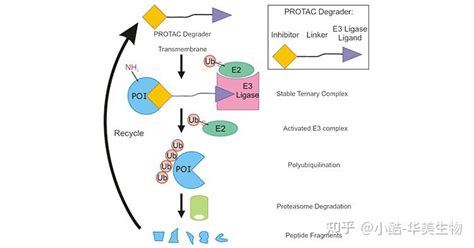 靶向蛋白降解技术“protac”：“革命性”的靶向策略，重定义小分子药物！ 知乎