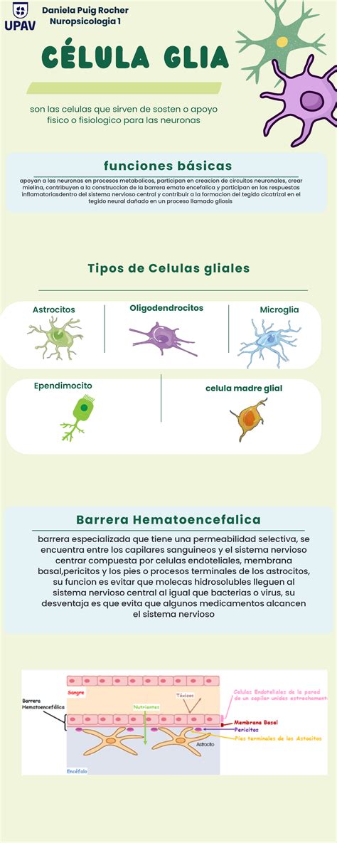 Infografía Celulas Gliales Célula Glia Funciones Básicas Apoyan A Las Neuronas En