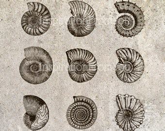 Fossil Stencils Etsy