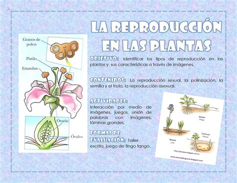Calam O La Reproduccion En Las Plantas