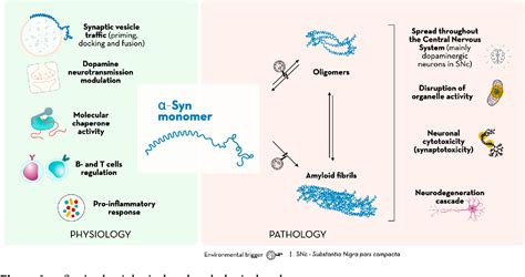 Figure 1 From Revisiting Alpha Synuclein Pathways To Inflammation Semantic Scholar