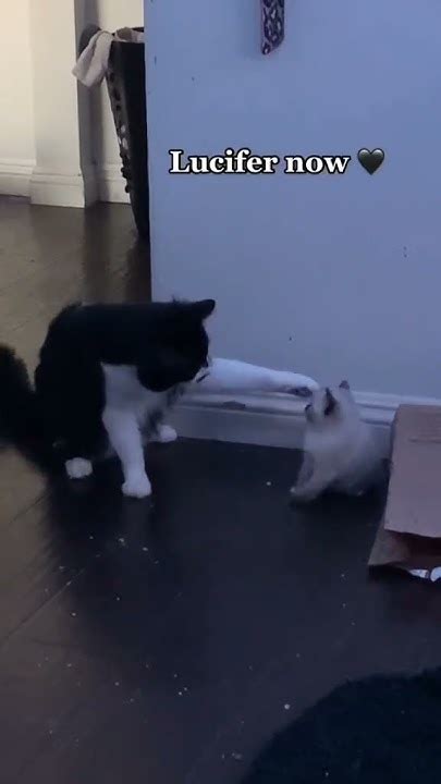 Hes Passing Down The Tradition 🥺😁😄😄😄😄😄 ~ Double Tap Cat Funny