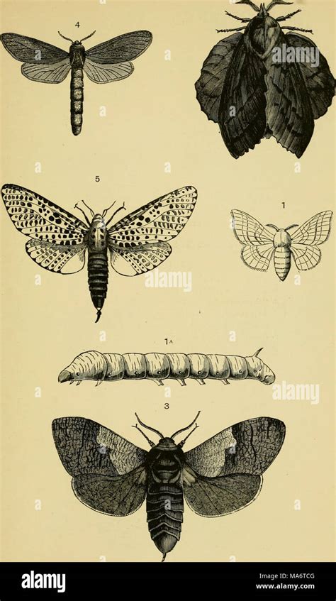 . Elementary text-book of entomology Stock Photo - Alamy