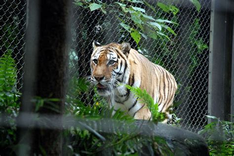 よこはま動物園ズーラシア無料写真