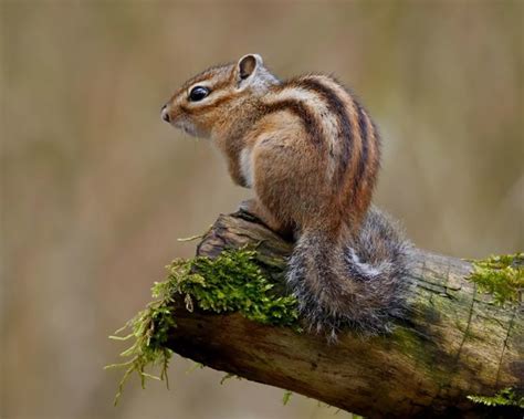 Least Chipmunk Facts