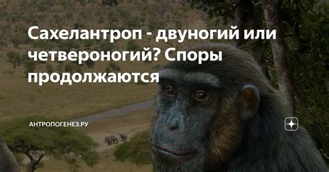 Сахелантроп двуногий или четвероногий Споры продолжаются