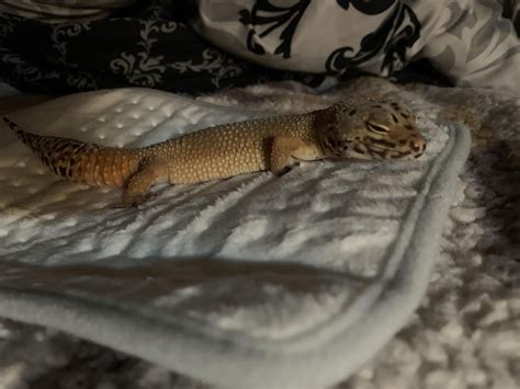 Yuki splooting on my heat pad i use for my cramps🥹 : r/leopardgeckos