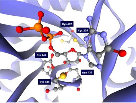Ribonucleotide Reductase Active Site Download Scientific Diagram