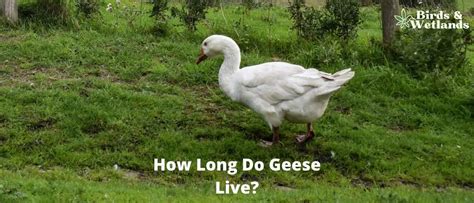 How Long Do Geese Live Birds And Wetlands