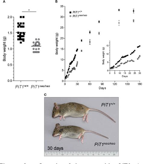 Figure 1 From Mice With Hypomorphic Expression Of The Sodium Phosphate Cotransporter Pit1
