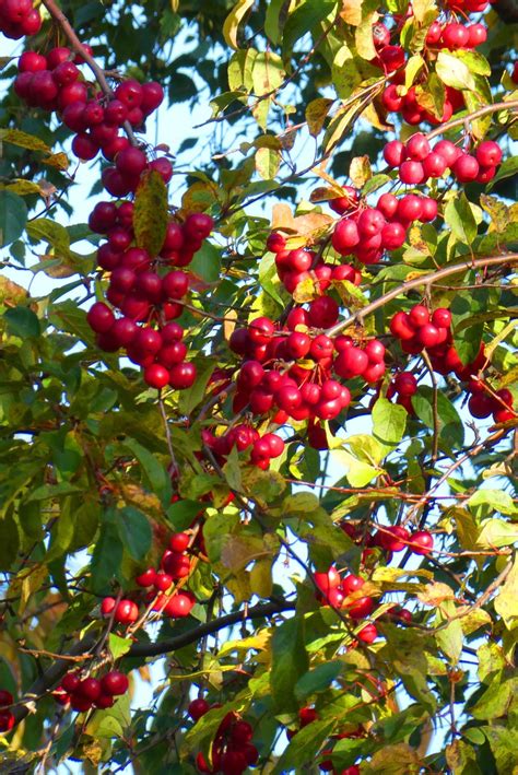 Apel Dekoratif Pohon Merah Foto Gratis Di Pixabay Pixabay