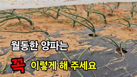 양파밭 월동후 관리는 이렇게 해주세요 Youtube