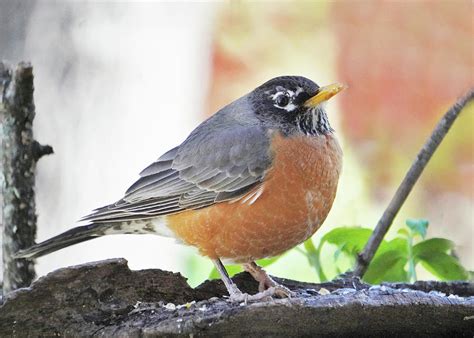 Robust Robin Photograph By Karen Beasley Pixels