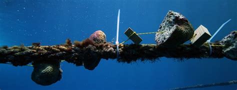 New Aquaculture Research Project Sustainability Through Integrated