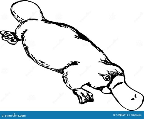 Duckbill Platypus Vector Illustration Stock Vector Illustration Of