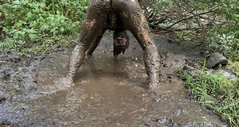 Mud Porn Videos Gay Xxx 2025 Xhamster