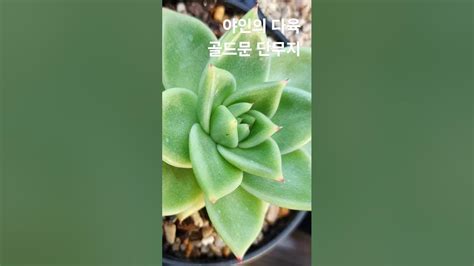 골드문 ~ 아직은 연두연두 ~~ 파종이 실생 다육 다유기 다육이 다육식물 반려식물 다육판매 다육이판매 다육이키우기 다육인스타그램 매혹이 청주 야인