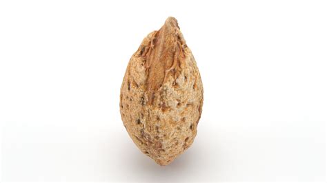 3d Almond Shell Collection Turbosquid 2045559