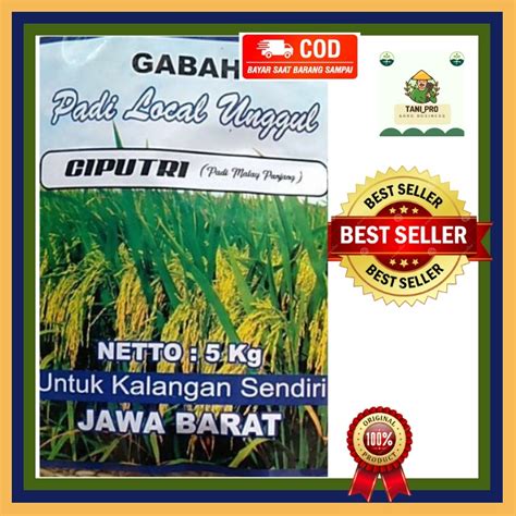 Jual Benih Padi Unggul Ciputri Ciherang Mulai Panjang Galur Lokal Berat