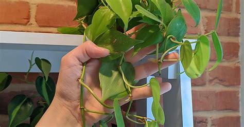 Philo Lemon Lime Album On Imgur