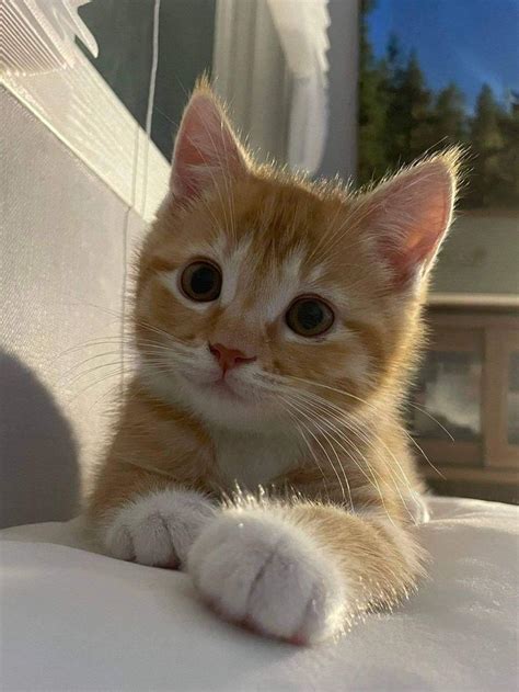 Innocent Face Rcute