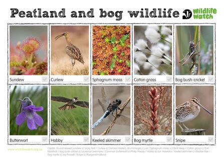 Bogs Wildlife Watch