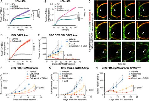 Egfr Directed Antibodies Promote Her2 Adc Internalization And Efficacy