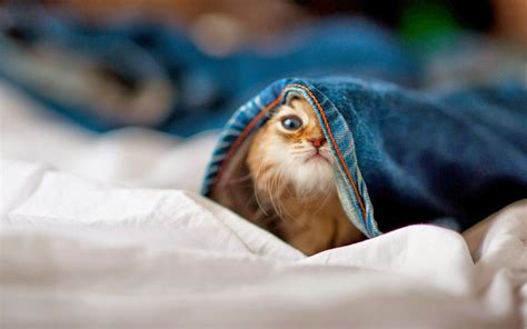 My Sweet Cat Wake Up Early Morning Cute Aww