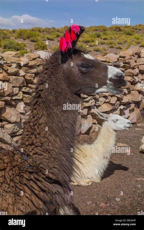 Head And Neck Of A Llama Facing Side With Ears Decorated With Red