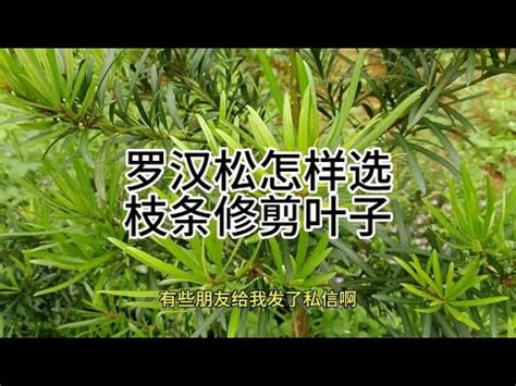 How To Select Branches And Prune Leaves Of Podocarpus Arvensis Youtube