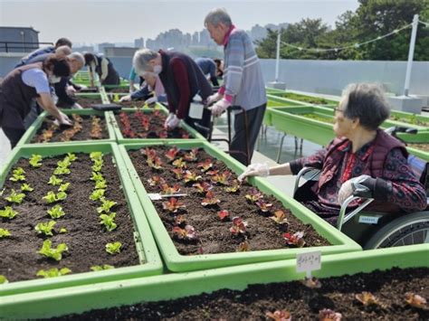 5월 고양시 농업기술센터와 함께하는 원예치유 프로그램 텃밭 꾸미기 어르신 활동모습 일산휴요양원