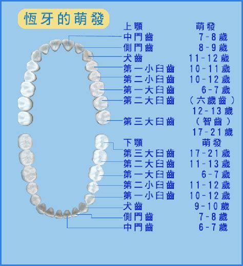 儿童一共换多少颗牙齿图片及换牙顺序是什么宝宝的乳牙一共长几颗虽然乳牙最终会换但也不能不护理 说明书网