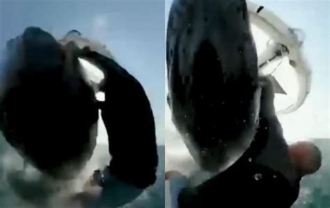 Video Grbavi Kit Iskočio Iz Mora I Zabio Se U Surfera Telegramhr