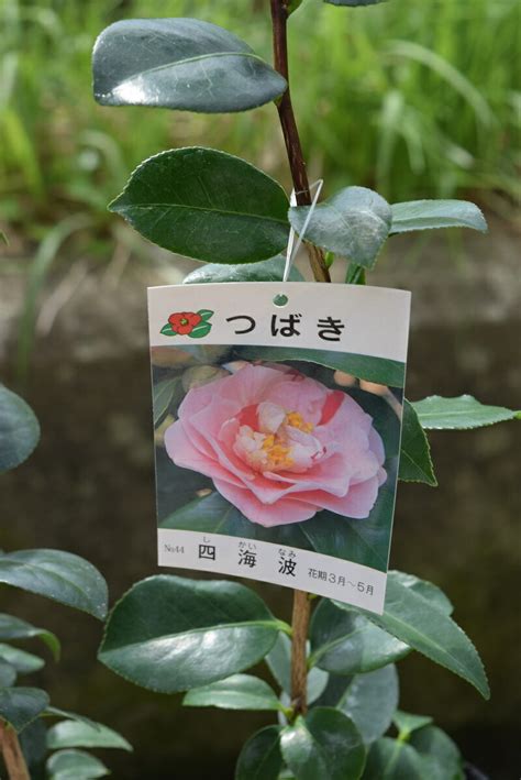 【楽天市場】咲き分け椿椿3種セット 【庭木】 【ツバキ】【椿】 椿苗：園芸百貨店何でも揃うこぼんさい