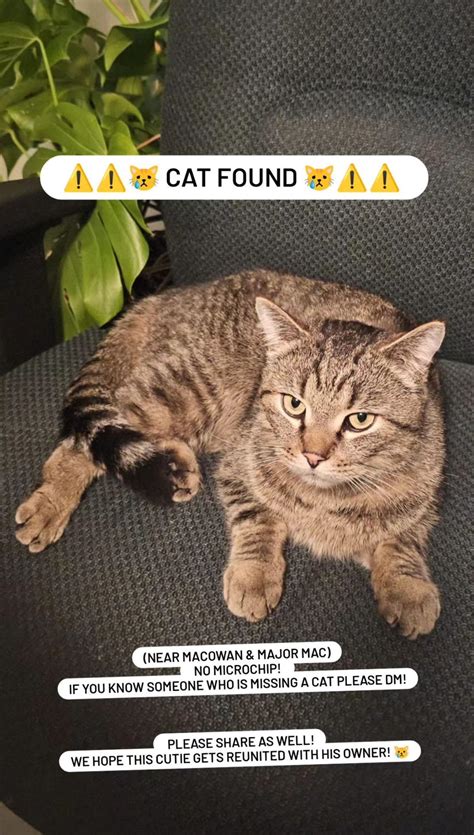 Tabby Cat Found Near Mccowan And Major Mac R Markham